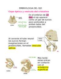 EMBRIOLOGIA DEL OJO. - Docsity