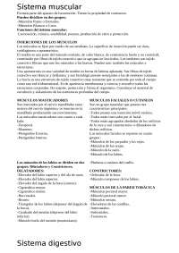 Apuntes cátedra anatomía - Docsity