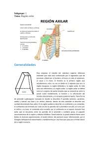Anatomia region axilar - Docsity