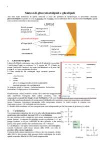 Fosfolipidi e glicolipidi: struttura, funzione e patologie associate ...