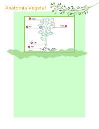 Anatomia vegetal, conceptos. - Docsity