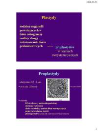 Plastydy: proplastydy: leukoplasty, amyloplasty, chloroplasty ...