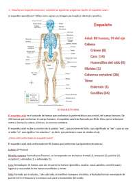 ESQUELETO HUMANO AXIAL Y APENDICULAR | Apuntes de Morfología y Sintaxis ...