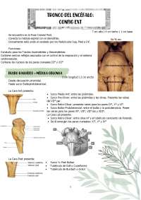 Neuroanatomía: Tronco Encefálico, Cerebelo y Cuarto Ventrículo - Docsity