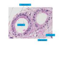 Atlas de histología sobre tejido - Docsity