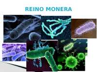 Reino monera, caracteristicas - Docsity