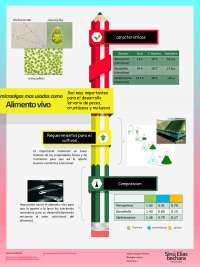 Infografia microalgas mas utilizadas como alimento vivo - Docsity