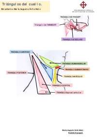 Esquema Miembros inferiores, anatomía - Docsity