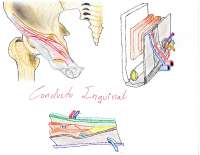 Paredes del Conducto inguinal - Docsity