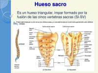 Anatomía Sacro , anatomía de” hueso sacro - Docsity