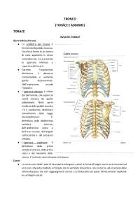 ANATOMIA TORACE E ADDOME, completo di immagini - Docsity