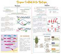 ESQUEMA SOBRE LA TRANSCRIPCION Y TRADUCCION DEL ADN | Esquemas y mapas conceptuales de Biología ...