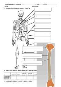 Verifica scienze scheletro | Appunti di Scienze della Terra | Docsity