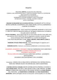 Fegato e pancreas esocrino - Riassunto di 'Anatomia Umana e istologia ...
