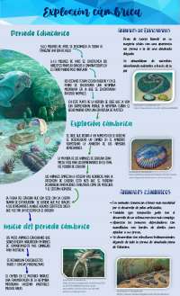 La explosion cambrica - Docsity
