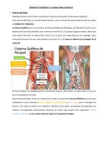 CONDUCTO TORACICO Y GRAN VENA LINFATICA - Docsity