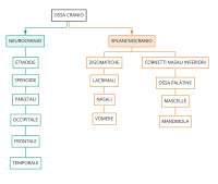 SCHELETRO ASSILE: NEUROCRANIO, SPLANCNOCRANIO - Docsity