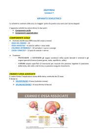 Anatomia scheletro assile e appendicolare - Docsity