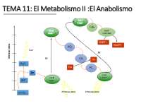 El anabolismo biología - Docsity