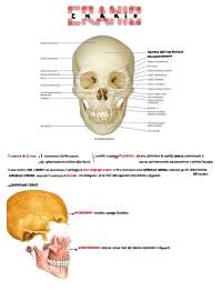 Anatomia del Cranio - Docsity
