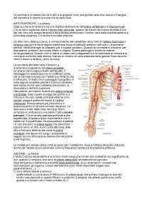 ANATOMIA VASI TORACE-ADDOME TSRM - Docsity