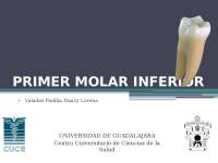 Primer molar inferior - Docsity