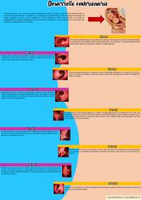 Infografía del desarrollo embrionario | Esquemas y mapas conceptuales ...