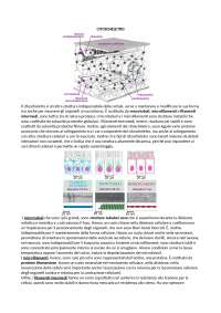 IL CITOSCHELETRO: mircotubuli, microfilamenti e filamenti intermedi ...