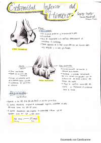Fosas de la extremidad inferior del húmero | Apuntes de Anatomía - Docsity