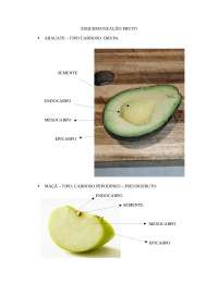 Esquematização do fruto - Docsity