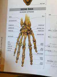 Osteologija tela- Anatomija | Skripte' predlog Anatomija i fiziologija ...