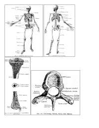 Osteología anatomía humana quiros - Docsity