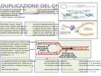 Duplicazione del dna e trascrizione - Docsity