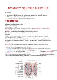 APPARATO GENITALE MASCHILE - Docsity
