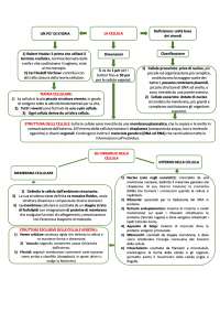 MAPPA CONCETTUALE CELLULA VEGETALE - Docsity