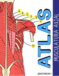 Atlas músculo axial. | Apuntes de Anatomía | Docsity