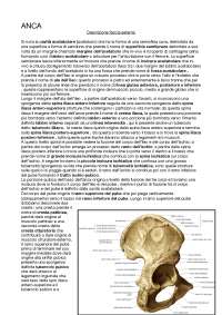 ANCA OSSO DESCRIZIONE FACCE ESTERNA/INTERNA - Docsity