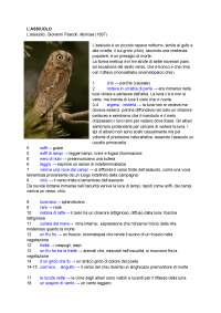 L'assiuolo - Pascoli - Docsity