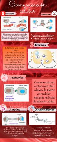 Comunicación celular infografía - Docsity