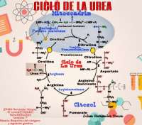 Ciclo de la Urea y descripción de elementos - Docsity