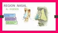 REGIÓN LABIAL - ANATOMIA HUMANA - Docsity