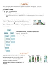 CARATTERISTICHE DEI PLASTIDI | Sbobinature di Botanica Generale | Docsity