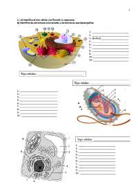 Repaso tema célula eucariota y procariota - Docsity