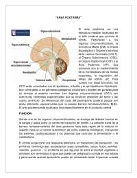 AREA POSTREMA FISIOLOGIA | Apuntes de Fisiología Humana | Docsity
