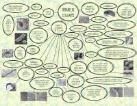 Organelos celulares, estructura y función - Docsity