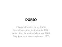 Dorso morfología del cuerpo humano - Docsity
