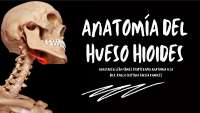 Hueso hioides: anatomía - Docsity