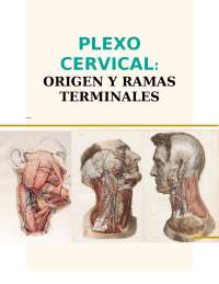 PLEXO CERVICAL, ORIGEN Y RAMAS - Docsity