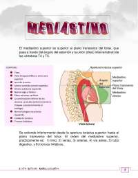 Apunte sobre el Mediastino Anatomía | Apuntes de Anatomía | Docsity