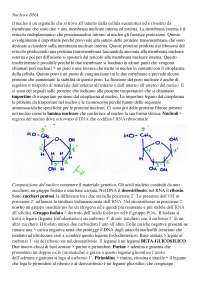 Nucleo, DNA, RNA, legami ad idrogeno e aromaticità. Prof. Mariano ...